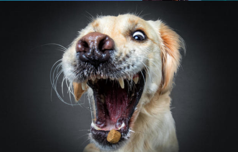 60 Funny Dog Pictures to Celebrate National Dog Day - Collart Photo ...