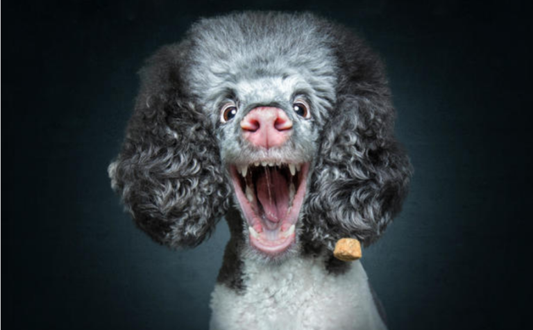 60 Funny Dog Pictures to Celebrate National Dog Day - Collart Photo ...