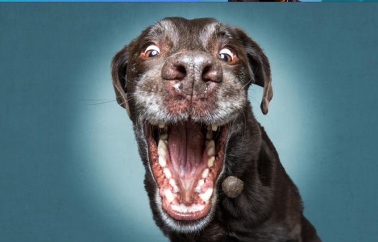 60 Funny Dog Pictures to Celebrate National Dog Day - Collart Photo ...